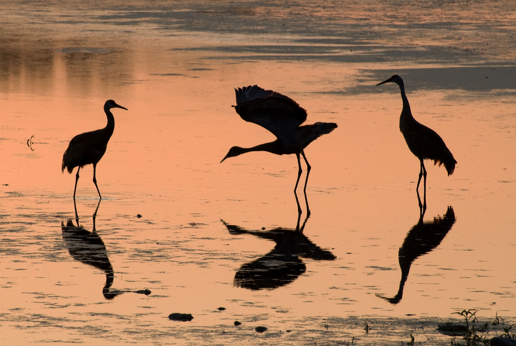 April Albaugh – Digital Content Producer